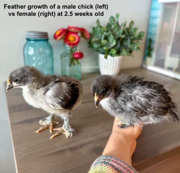 Male or Female Chicks? 5 Ways to Tell the Difference (with photos ...