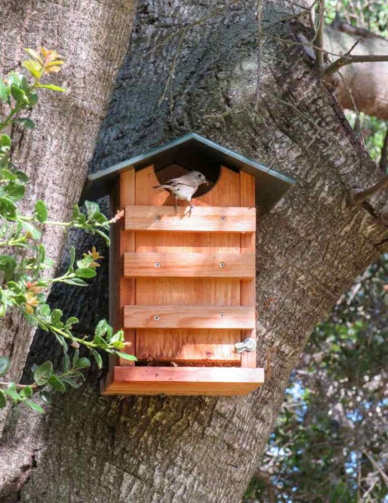 Birding Gift Guide: 20+ Best Gift Ideas for Bird Lovers ~ Homestead and ...