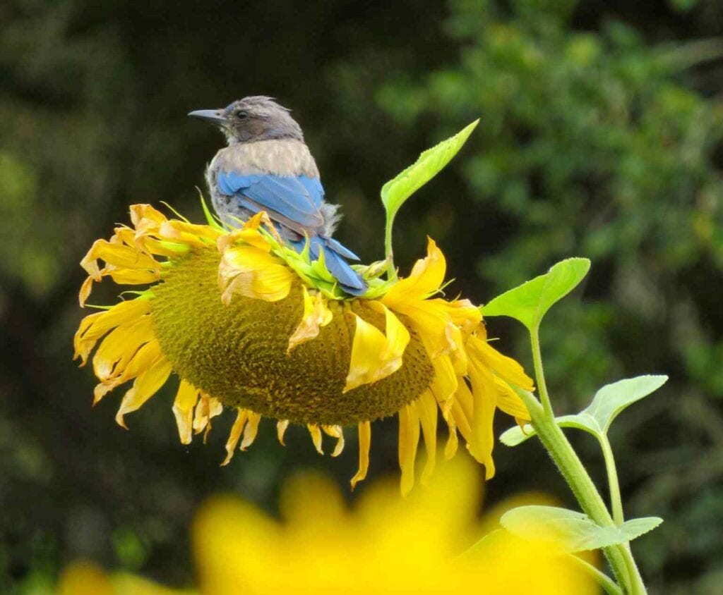 Bird-Friendly Gardens: How to Attract Birds to Your Yard ~ Homestead ...