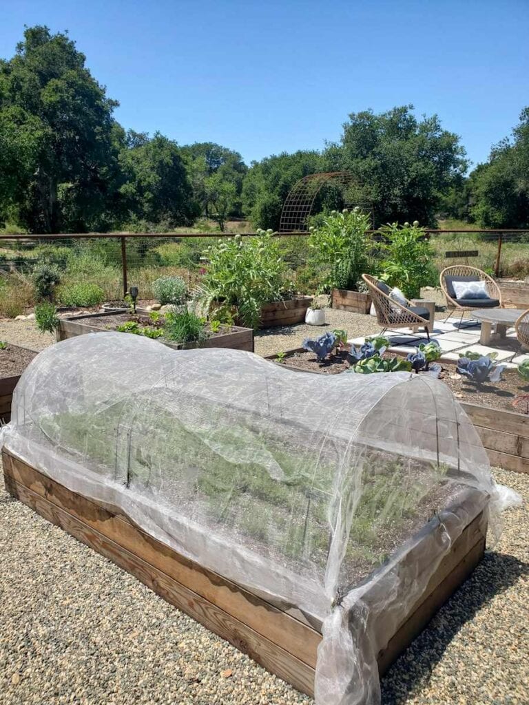 Bird-Friendly Gardens: How to Attract Birds to Your Yard ~ Homestead ...