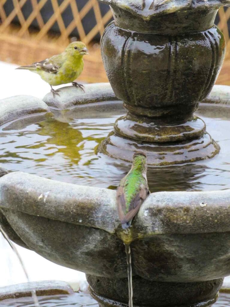 Bird-Friendly Gardens: How to Attract Birds to Your Yard ~ Homestead ...