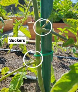 How to Make the Best DIY Tomato Trellis (Stake Weave Hybrid ...