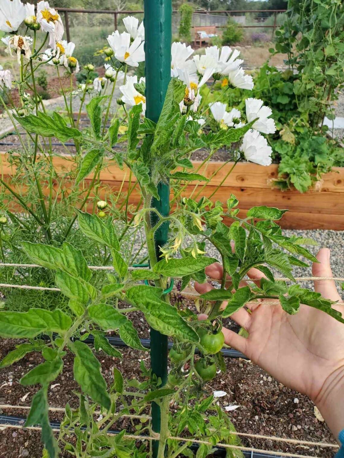 How to Make the Best DIY Tomato Trellis (Stake Weave Hybrid ...