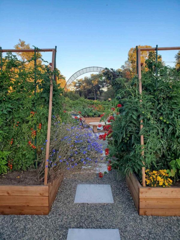 How to Make the Best DIY Tomato Trellis (Stake Weave Hybrid ...