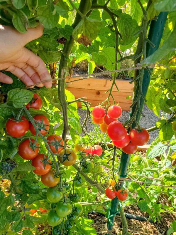How to Make the Best DIY Tomato Trellis (Stake Weave Hybrid ...