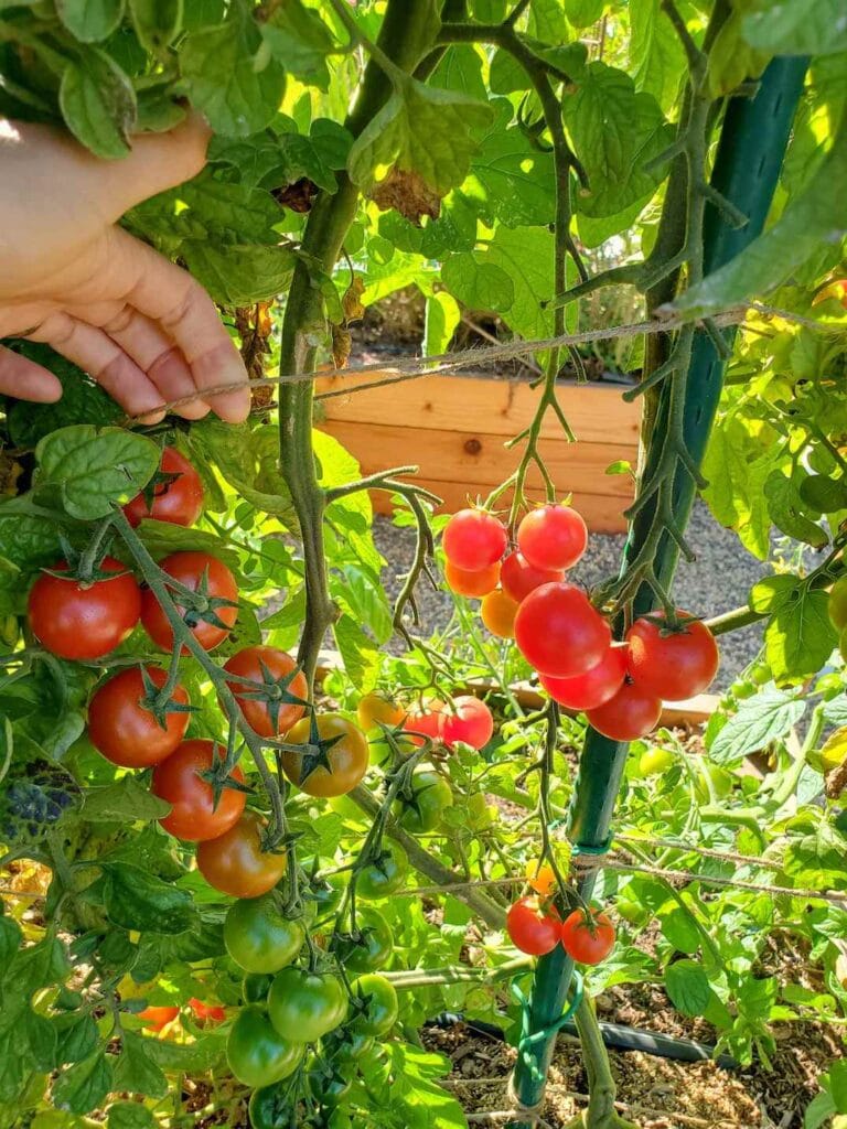 How to Make the Best DIY Tomato Trellis (Stake Weave Hybrid ...