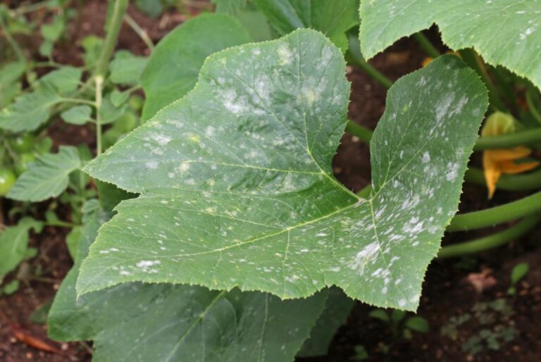 White Spots on Zucchini or Melon Leaves: Variegation vs Mildew (Photos ...