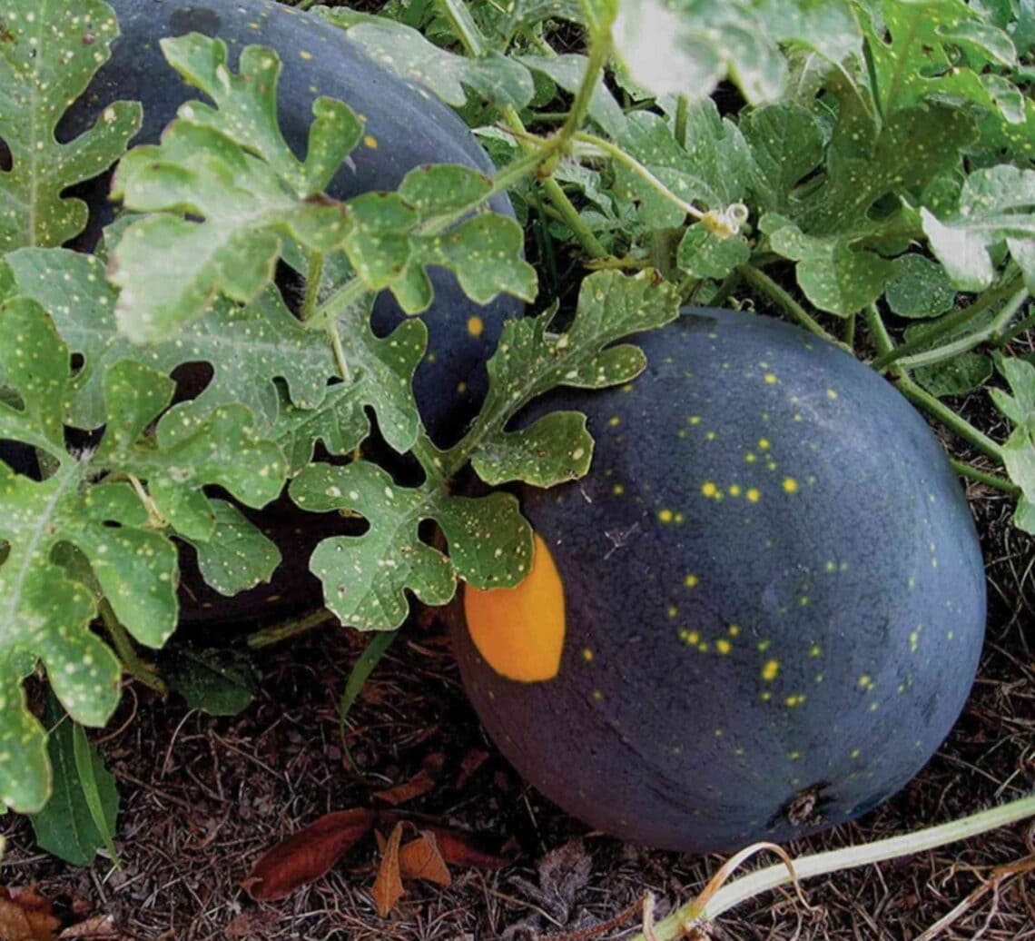White Spots on Zucchini or Melon Leaves: Variegation vs Mildew (Photos ...