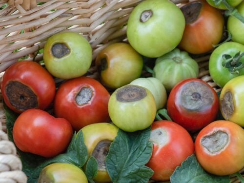 Tomato Blossom End Rot: Myths, Prevention and Treatment ~ Homestead and ...