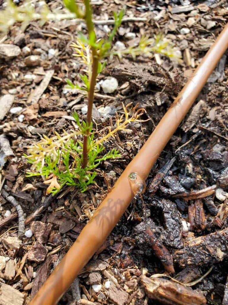 Easy Raised Bed Drip Irrigation System (from Faucet or Spigot ...
