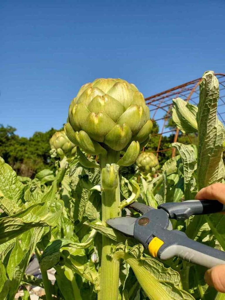 How to Grow Artichokes: A Complete Guide with Photos ~ Homestead and Chill