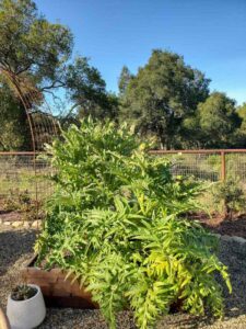 How to Grow Artichokes: A Complete Guide with Photos ~ Homestead and Chill