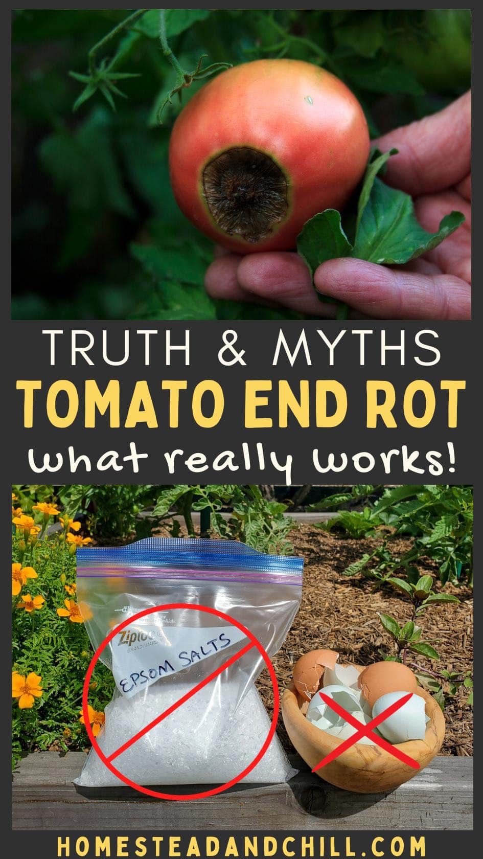 Tomato Blossom End Rot: Myths, Prevention and Treatment ~ Homestead and ...