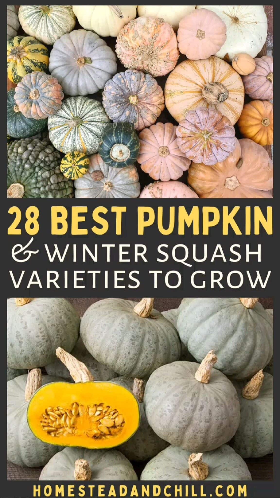 28 Best Winter Squash and Pumpkin Varieties to Grow ~ Homestead and Chill