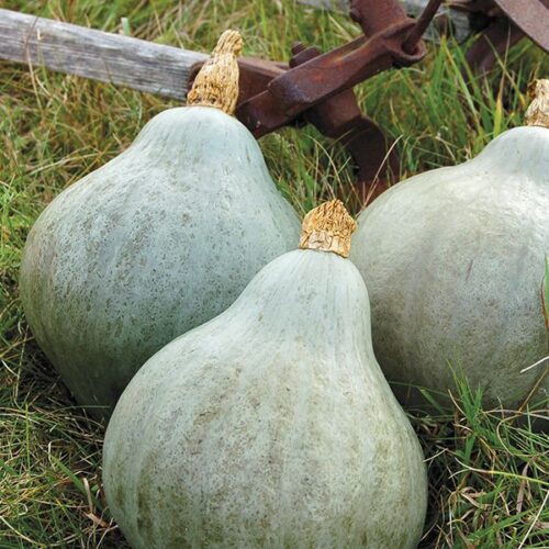 28 Best Winter Squash and Pumpkin Varieties to Grow ~ Homestead and Chill