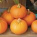 28 Best Winter Squash and Pumpkin Varieties to Grow ~ Homestead and Chill