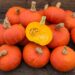 28 Best Winter Squash and Pumpkin Varieties to Grow ~ Homestead and Chill