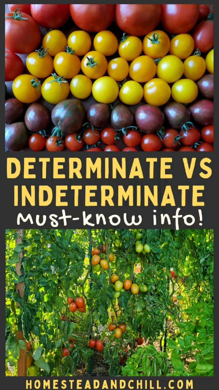 Determinate vs Indeterminate Plants: Important Differences to Know ...