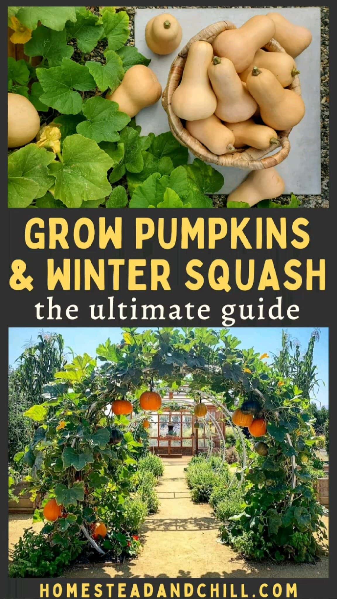 Growing Winter Squash and Pumpkins: The Ultimate Guide ~ Homestead and Chill