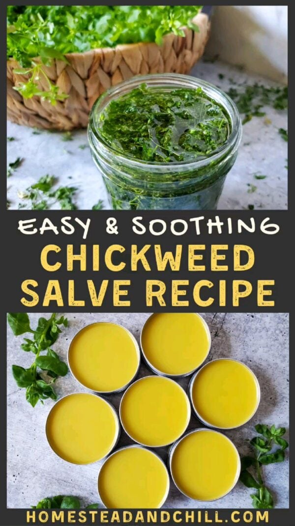 How to Make Soothing Chickweed Salve Recipe and Infused Oil ~ Homestead and Chill