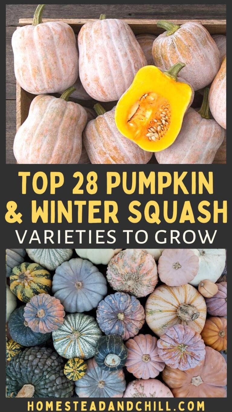 28 Best Winter Squash and Pumpkin Varieties to Grow ~ Homestead and Chill