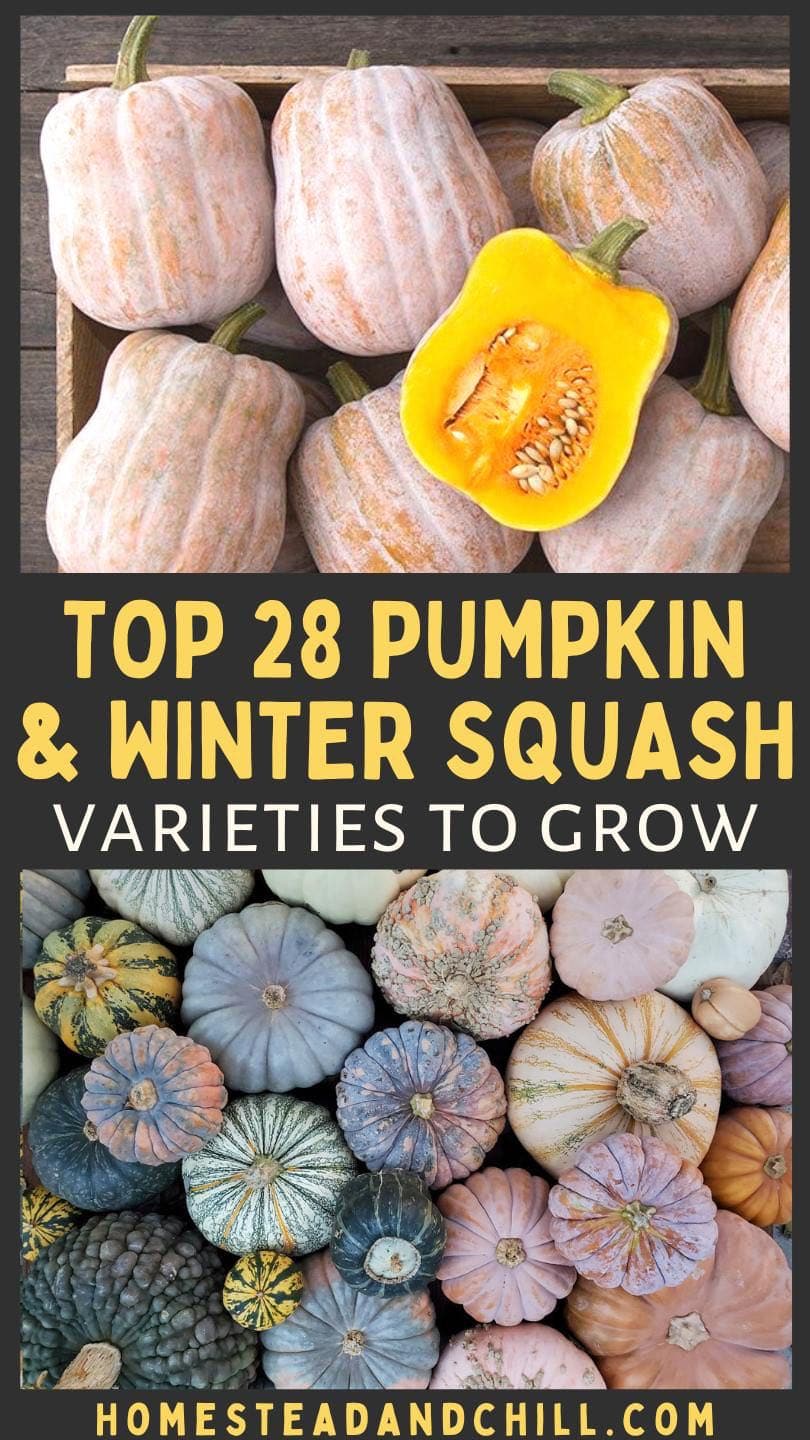28 Best Winter Squash and Pumpkin Varieties to Grow ~ Homestead and Chill