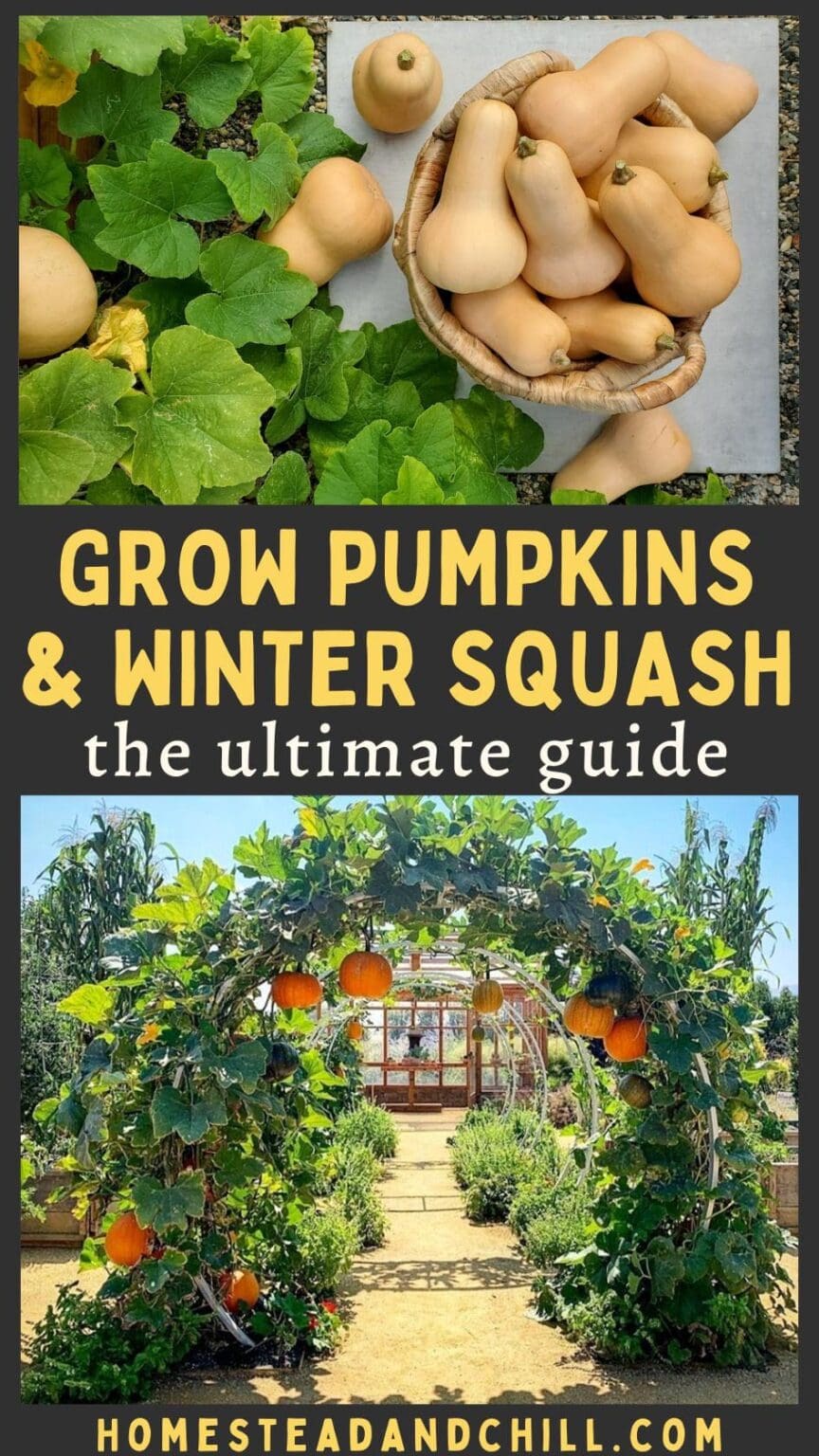 Growing Winter Squash and Pumpkins: The Ultimate Guide ~ Homestead and ...