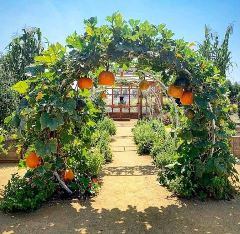 Growing Winter Squash and Pumpkins: The Ultimate Guide ~ Homestead and ...