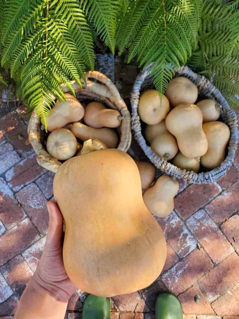 Growing Winter Squash and Pumpkins: The Ultimate Guide ~ Homestead and ...