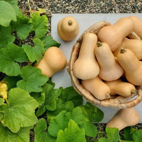28 Best Winter Squash and Pumpkin Varieties to Grow ~ Homestead and Chill