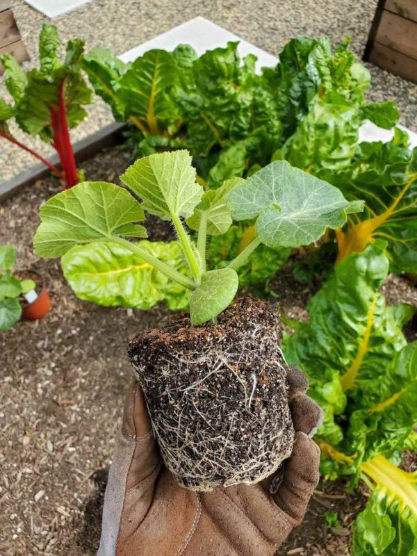 Growing Winter Squash and Pumpkins: The Ultimate Guide ~ Homestead and ...