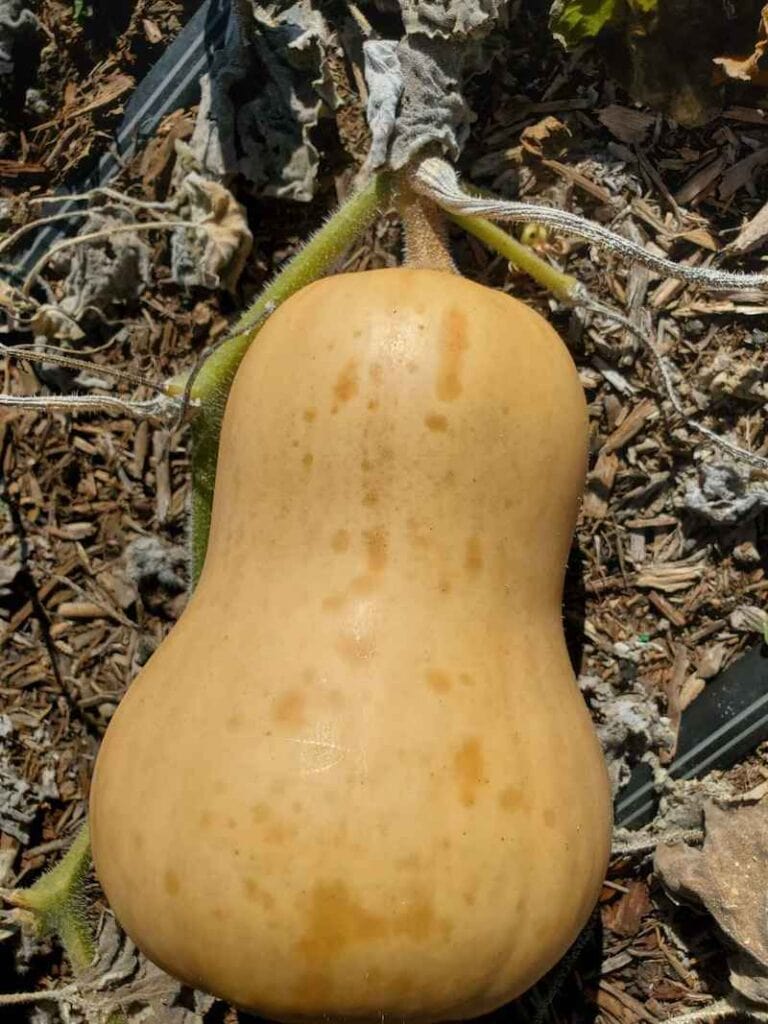 Growing Winter Squash and Pumpkins: The Ultimate Guide ~ Homestead and Chill