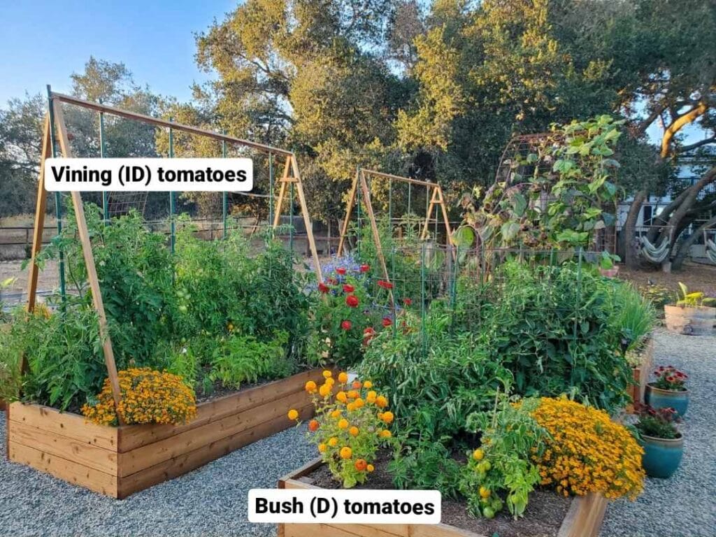 Determinate vs Indeterminate Plants: Important Differences to Know ...