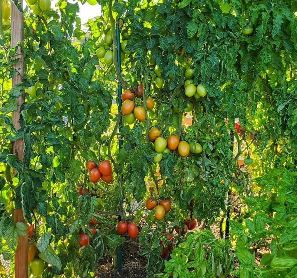 Determinate vs Indeterminate Plants: Important Differences to Know ...