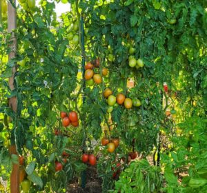 Determinate vs Indeterminate Plants: Important Differences to Know ...