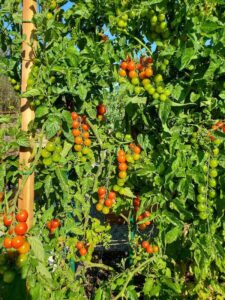 Determinate vs Indeterminate Plants: Important Differences to Know ...