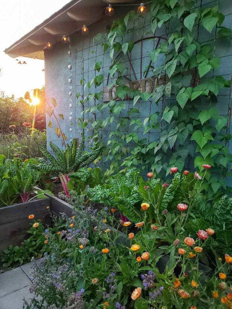 Determinate vs Indeterminate Plants: Important Differences to Know ...