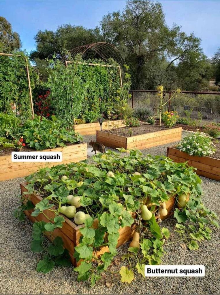 Determinate vs Indeterminate Plants: Important Differences to Know ...