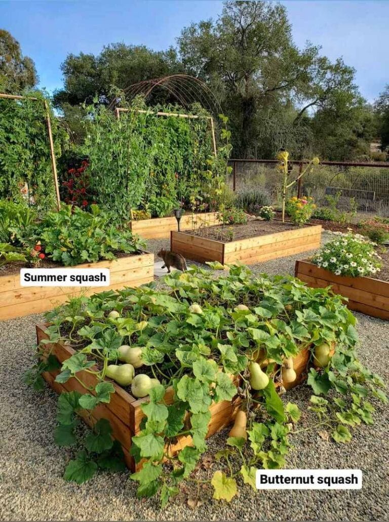Determinate vs Indeterminate Plants: Important Differences to Know ...