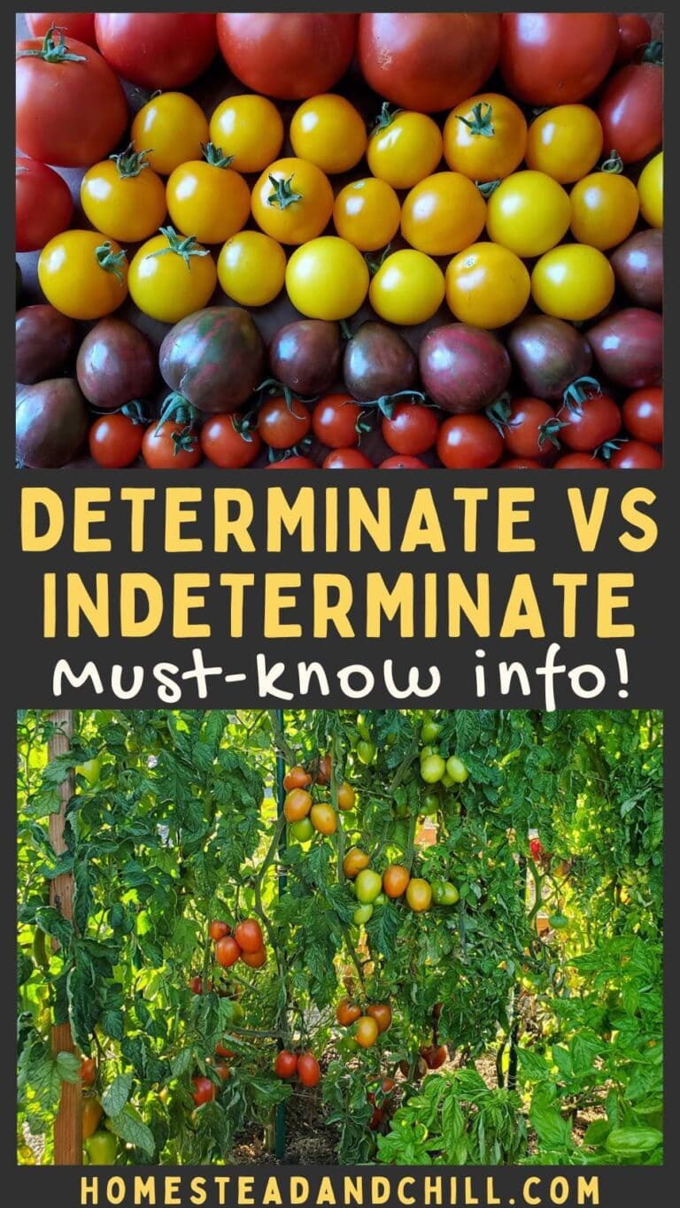 Determinate vs Indeterminate Plants: Important Differences to Know ...