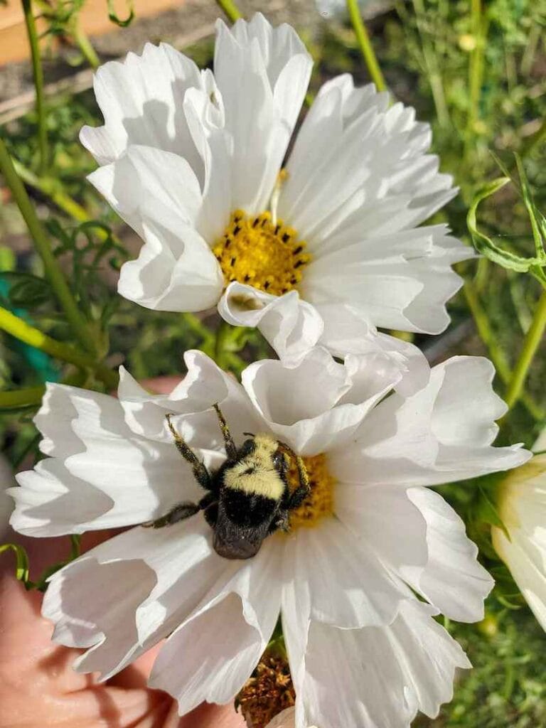 10 Ways to Help Pollinators: Save Bees, Butterflies & Beyond ...