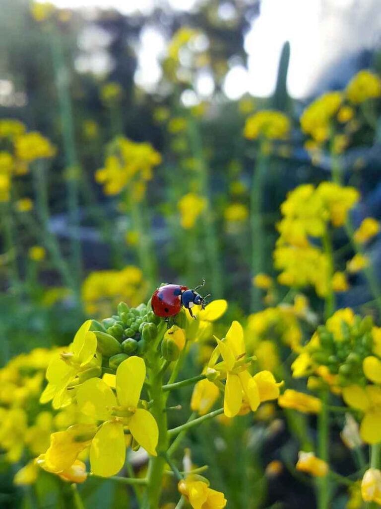 10 Ways to Help Pollinators: Save Bees, Butterflies & Beyond ...
