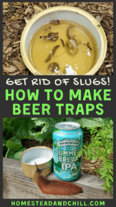 Homemade Beer Traps: Get Rid of Slugs, Pillbugs and More ~ Homestead ...