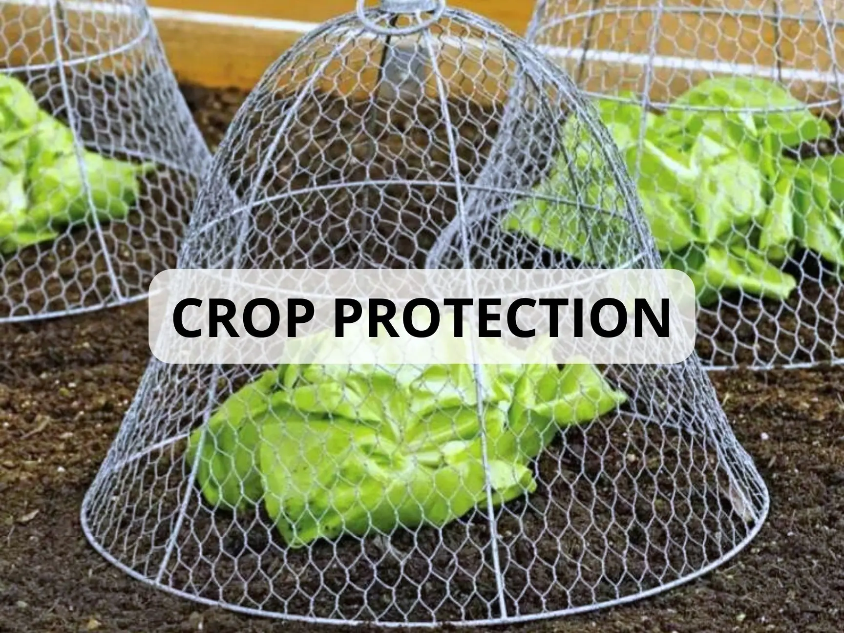 Crop Protection ~ Homestead and Chill