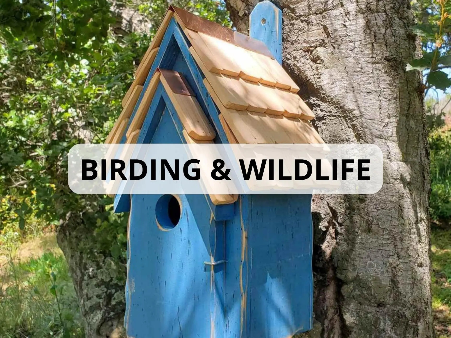Birding & Wildlife ~ Homestead and Chill