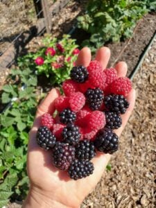 DIY Berry Trellis: How to Build a Wire Raspberry or Blackberry Trellis ...