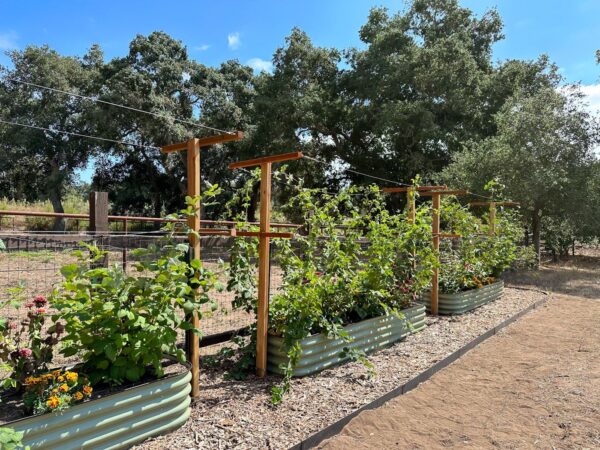 DIY Berry Trellis: How to Build a Wire Raspberry or Blackberry Trellis ...