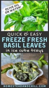 How to Freeze Basil in Ice Cube Trays (Olive Oil or Water) ~ Homestead ...