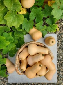 When to Harvest Butternut Squash or Pumpkins (How to Cure and Store ...