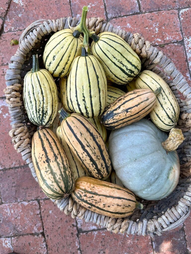 When to Harvest Butternut Squash or Pumpkins (How to Cure and Store ...